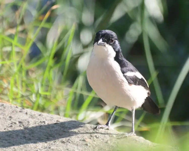 Ethiopian boubou - Facts, Diet, Habitat & Pictures on Animalia.bio