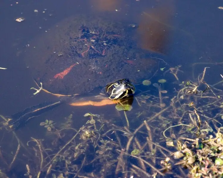 Florida red-bellied cooter - Facts, Diet, Habitat & Pictures on ...