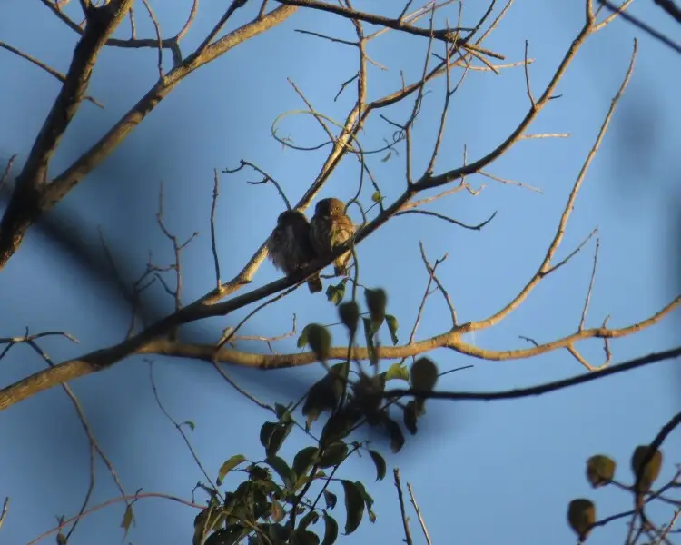 Amazonian pygmy owl - Facts, Diet, Habitat & Pictures on Animalia.bio