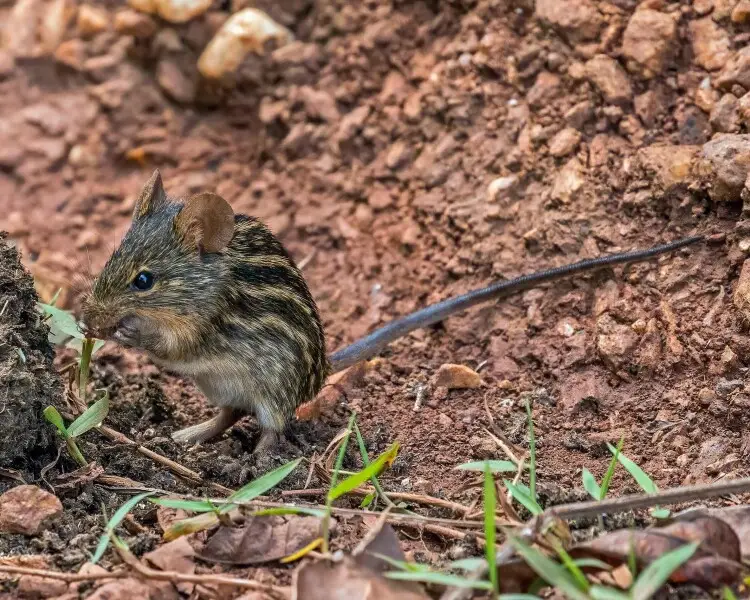 Typical striped grass mouse - Facts, Diet, Habitat & Pictures on ...