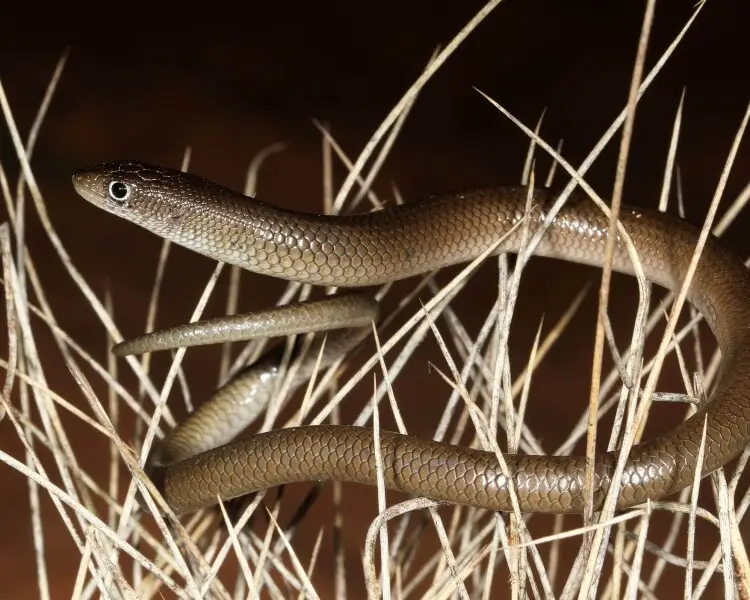 Delma butleri - факти, дієта, ареал і фотографії на Animalia.bio