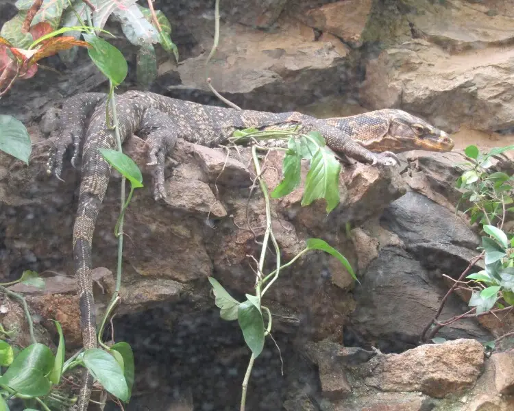 Yellow-headed water monitor - Facts, Diet, Habitat & Pictures on ...