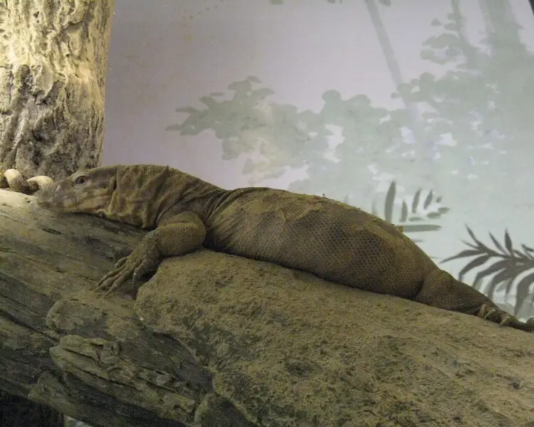 Yellow monitor - Facts, Diet, Habitat & Pictures on Animalia.bio