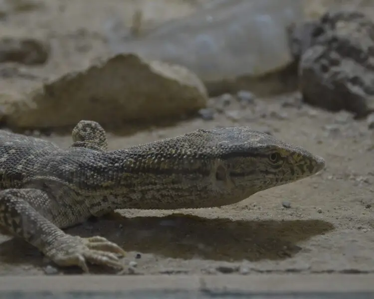 Desert monitor - Facts, Diet, Habitat & Pictures on Animalia.bio