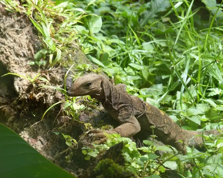 Varanus spinulosus - Facts, Diet, Habitat & Pictures on Animalia.bio