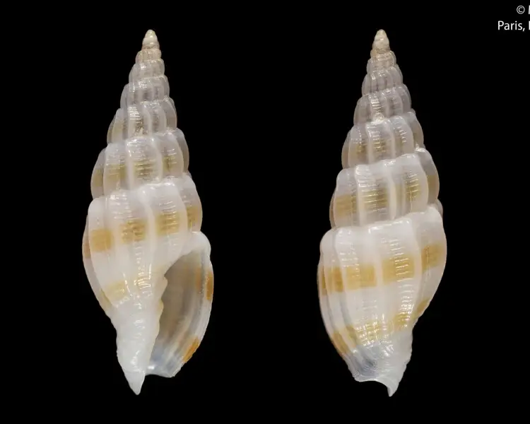 Vexillum fuscovirgatum - факти, дієта, ареал і фотографії на Animalia.bio