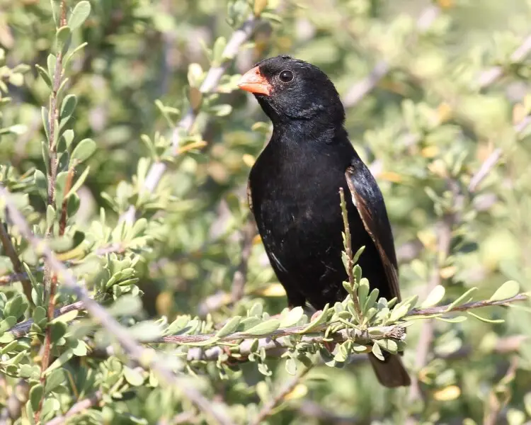 Village indigobird - Facts, Diet, Habitat & Pictures on Animalia.bio