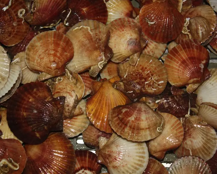 Aequipecten opercularis - факти, дієта, ареал і фотографії на Animalia.bio