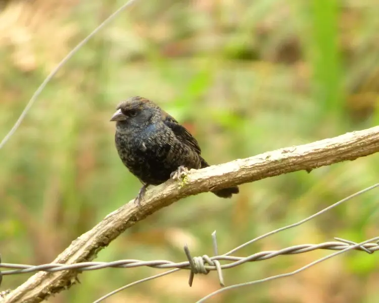Volatinia jacarina - Fatti, dieta, habitat e immagini su Animalia.bio