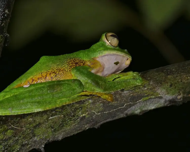 Wallace's flying frog - Facts, Diet, Habitat & Pictures on Animalia.bio