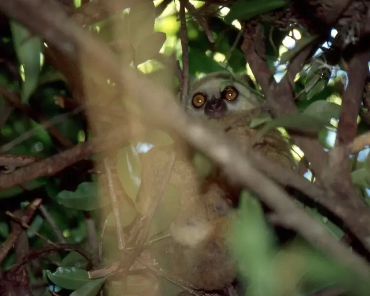Avahi occidentalis - факти, дієта, ареал і фотографії на Animalia.bio