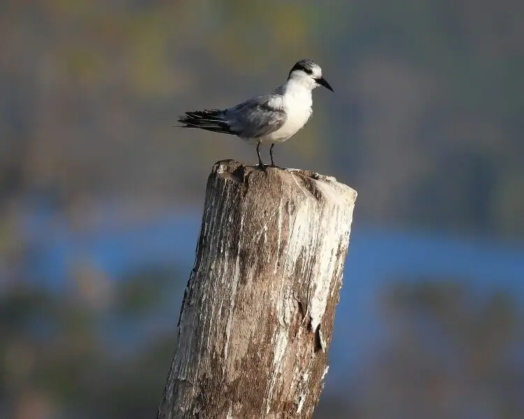 Whiskered tern - Facts, Diet, Habitat & Pictures on Animalia.bio