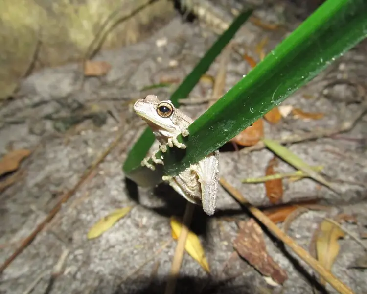 Whistling tree frog - Facts, Diet, Habitat & Pictures on Animalia.bio