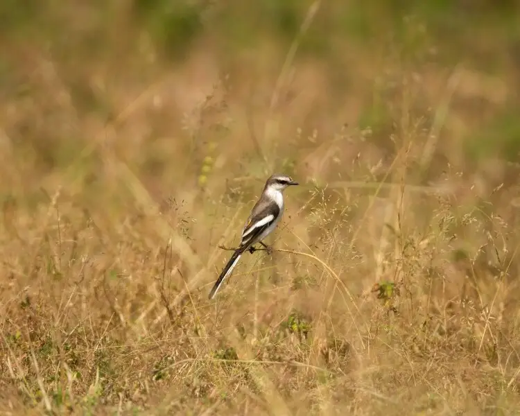 White-bellied minivet - Facts, Diet, Habitat & Pictures on Animalia.bio