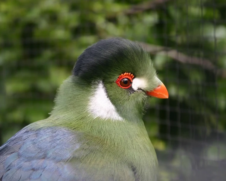 Турако сірокрилий - факти, дієта, ареал і фотографії на Animalia.bio