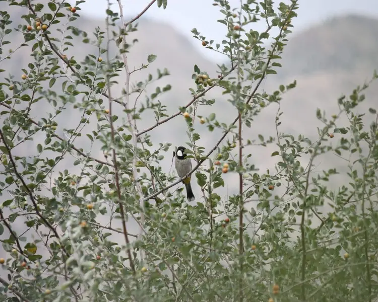 White-eared bulbul - Facts, Diet, Habitat & Pictures on Animalia.bio