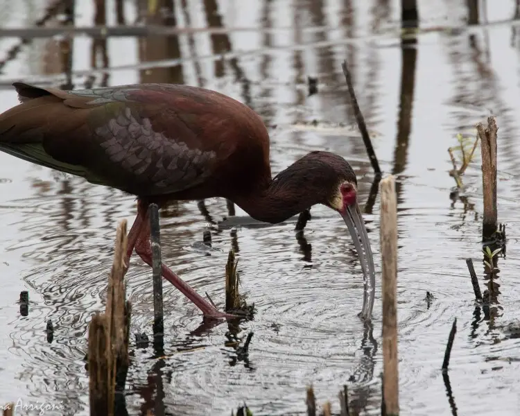 White-faced ibis - Facts, Diet, Habitat & Pictures on Animalia.bio