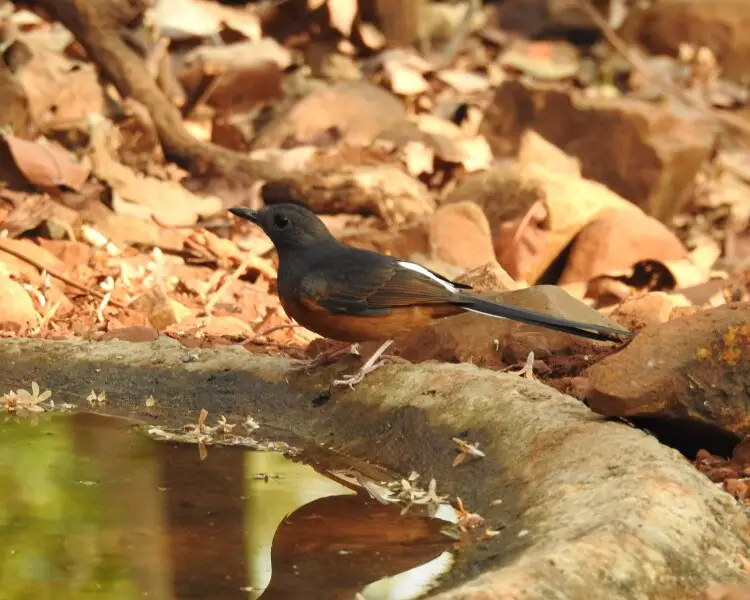 White-rumped shama - Facts, Diet, Habitat & Pictures on Animalia.bio