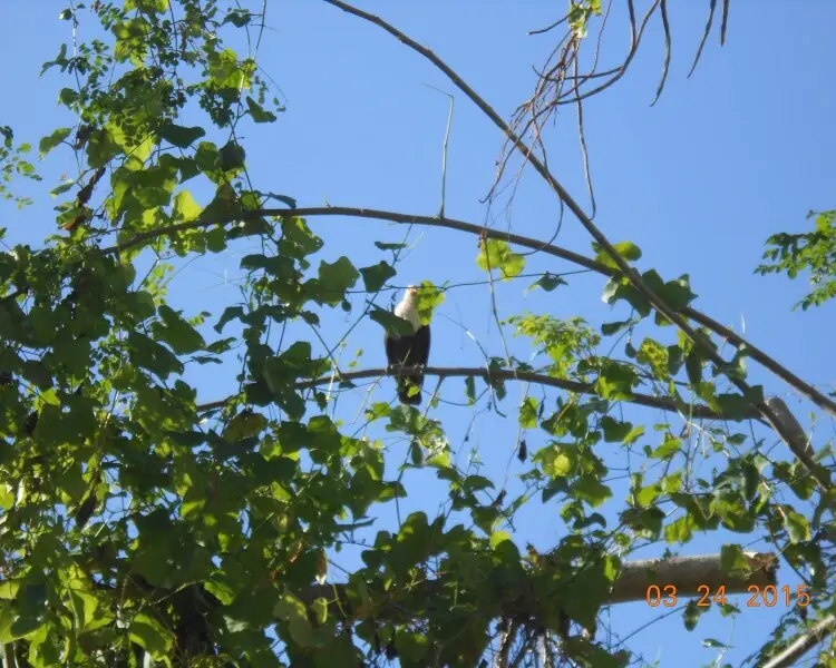 White-throated ground dove - Facts, Diet, Habitat & Pictures on ...