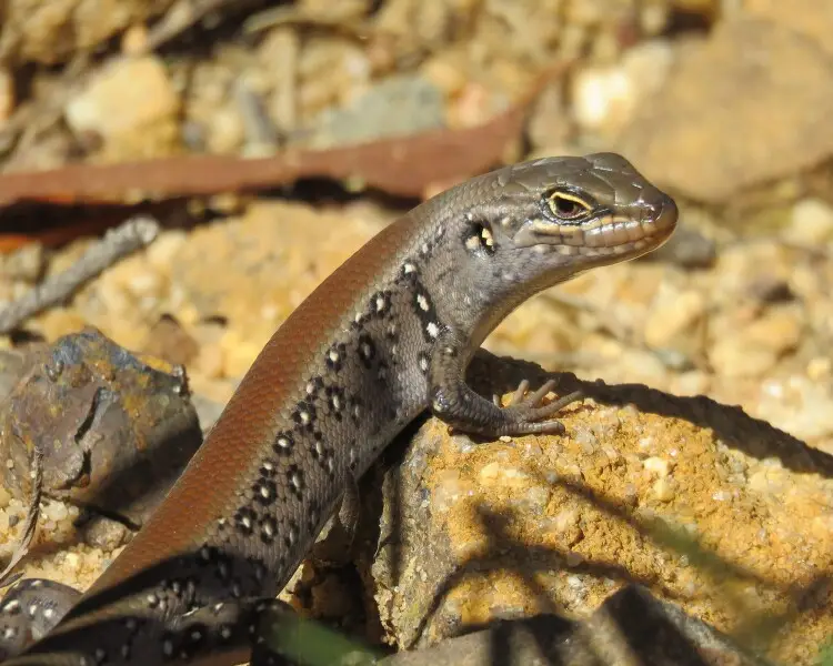 Liopholis whitii - факти, дієта, ареал і фотографії на Animalia.bio