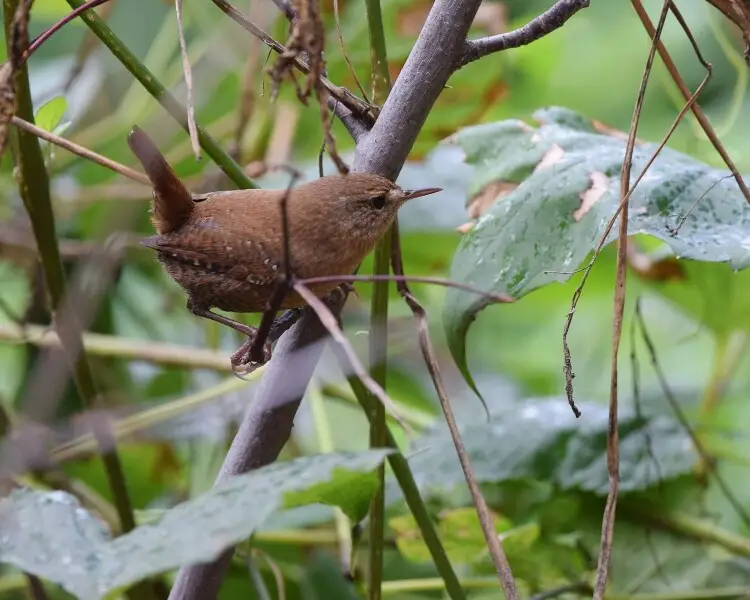 Winter wren - Facts, Diet, Habitat & Pictures on Animalia.bio