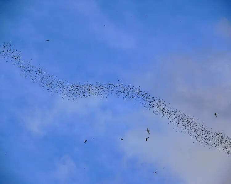 Wrinkle-lipped free-tailed bat - Facts, Diet, Habitat & Pictures on ...