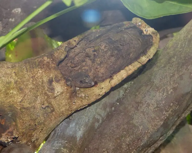 Xenosaurus grandis - Facts, Diet, Habitat & Pictures on Animalia.bio