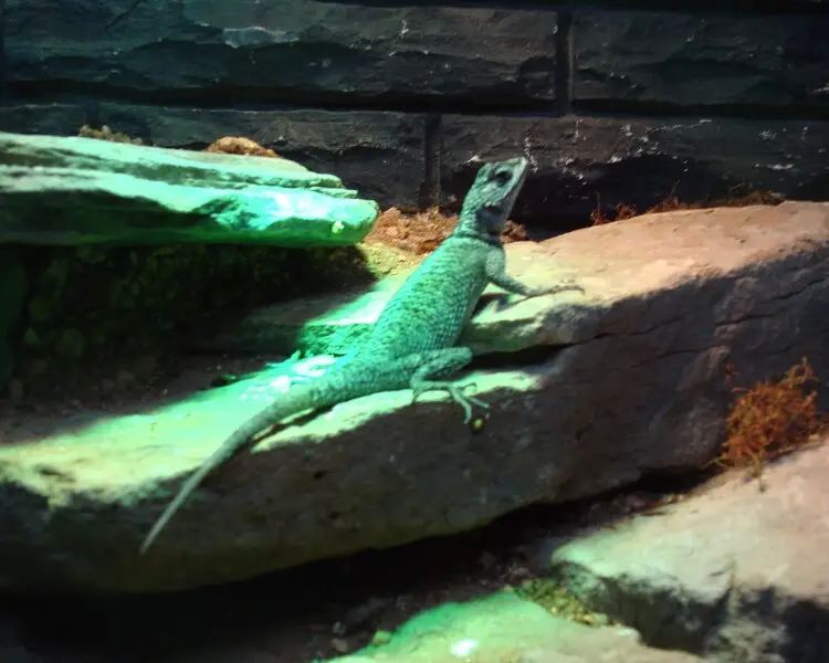 Xenosaurus platyceps - Facts, Diet, Habitat & Pictures on Animalia.bio