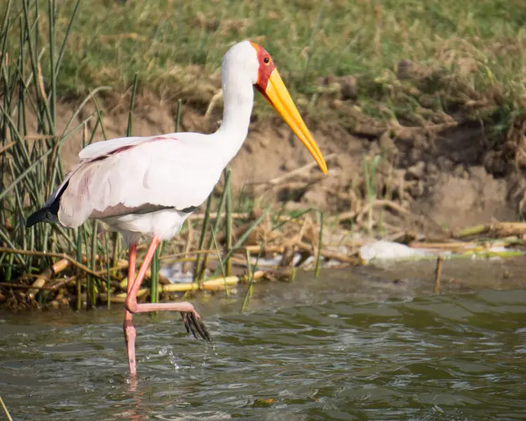 Yellow-billed stork - Facts, Diet, Habitat & Pictures on Animalia.bio
