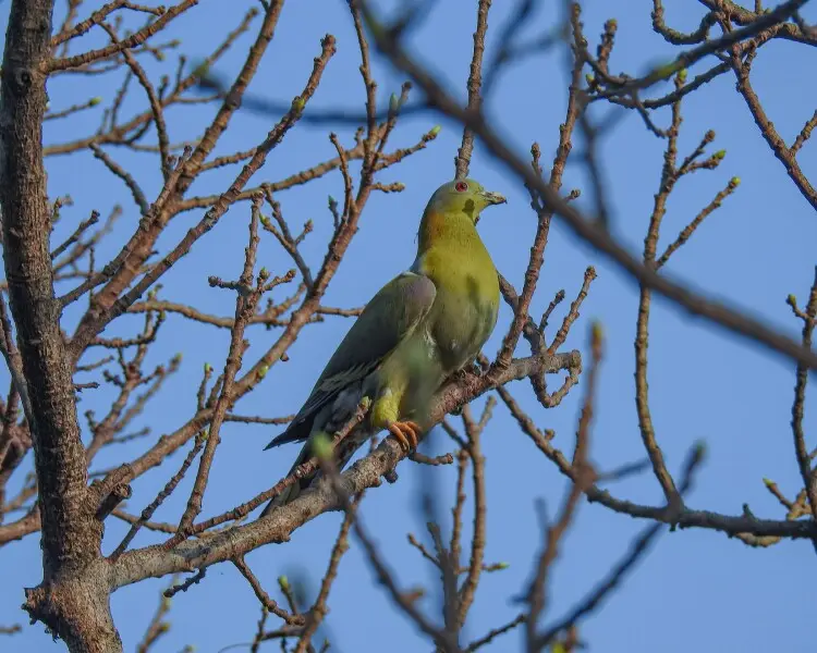 Treron phoenicoptera - факти, дієта, ареал і фотографії на Animalia.bio