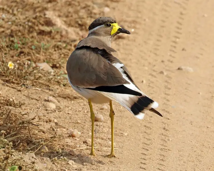 Yellow-wattled lapwing - Facts, Diet, Habitat & Pictures on Animalia.bio