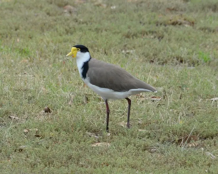 Masked lapwing - Facts, Diet, Habitat & Pictures on Animalia.bio