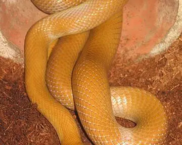 African house snake - Facts, Diet, Habitat & Pictures on Animalia.bio