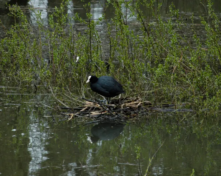 Eurasian coot - Facts, Diet, Habitat & Pictures on Animalia.bio