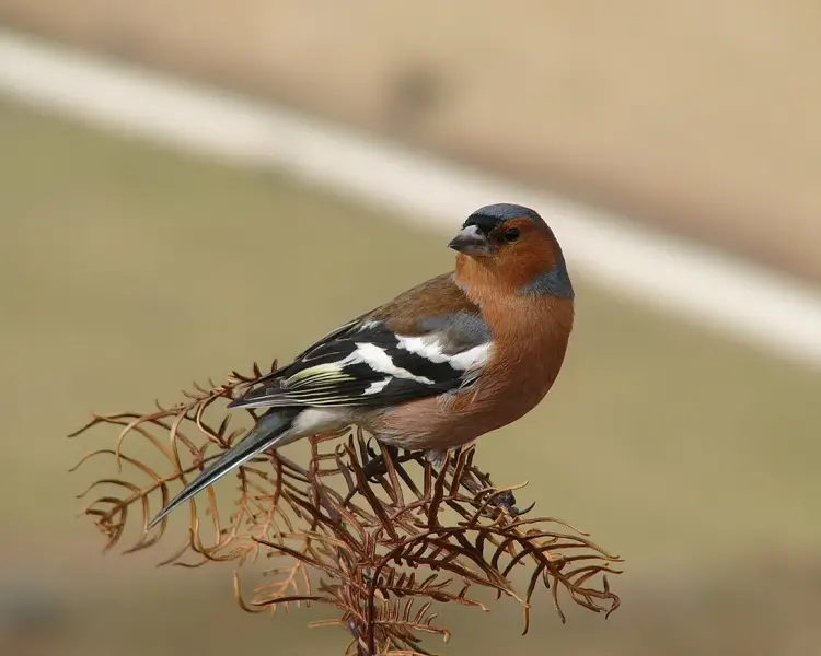 Common Chaffinch - Facts, Diet, Habitat & Pictures on Animalia.bio