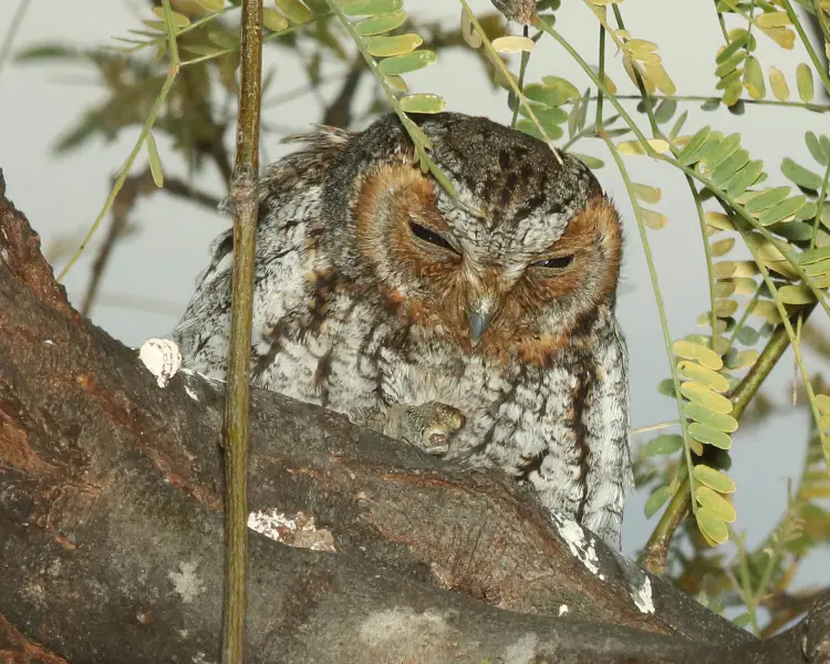 Flammulated Owl - Facts, Diet, Habitat & Pictures on Animalia.bio
