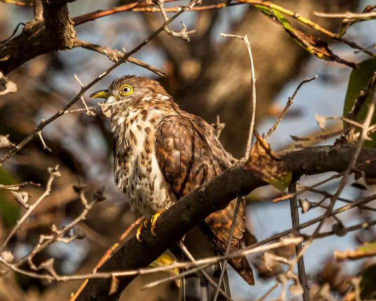 Common hawk-cuckoo - Facts, Diet, Habitat & Pictures on Animalia.bio