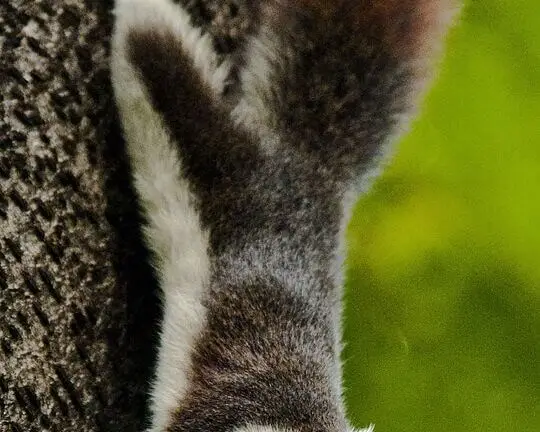 Finlayson's squirrel - Facts, Diet, Habitat & Pictures on Animalia.bio