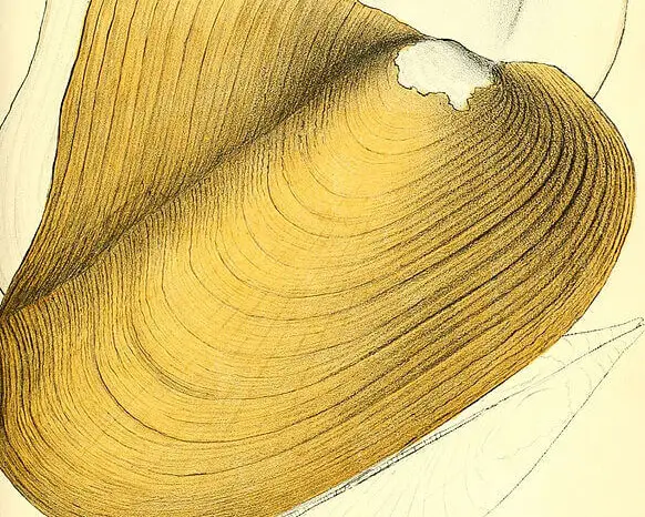 Potamilus alatus - Facts, Diet, Habitat & Pictures on Animalia.bio