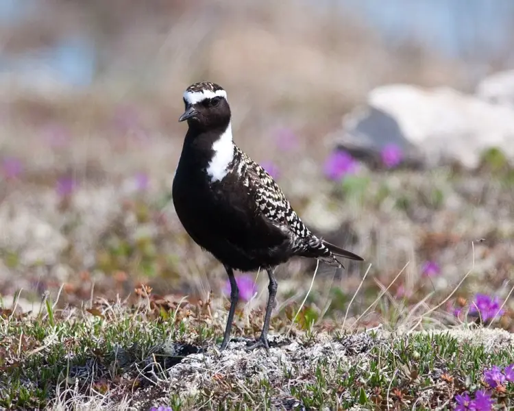 American Golden Plover - Facts, Diet, Habitat & Pictures on Animalia.bio