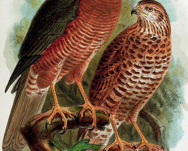 Variable goshawk - Facts, Diet, Habitat & Pictures on Animalia.bio