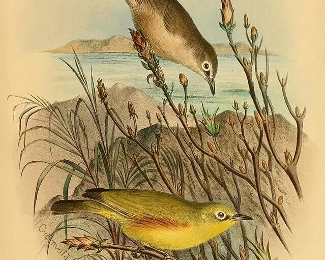 Seychelles white-eye - Facts, Diet, Habitat & Pictures on Animalia.bio