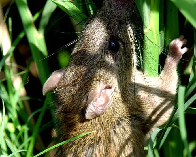 Ricefield rat - Facts, Diet, Habitat & Pictures on Animalia.bio