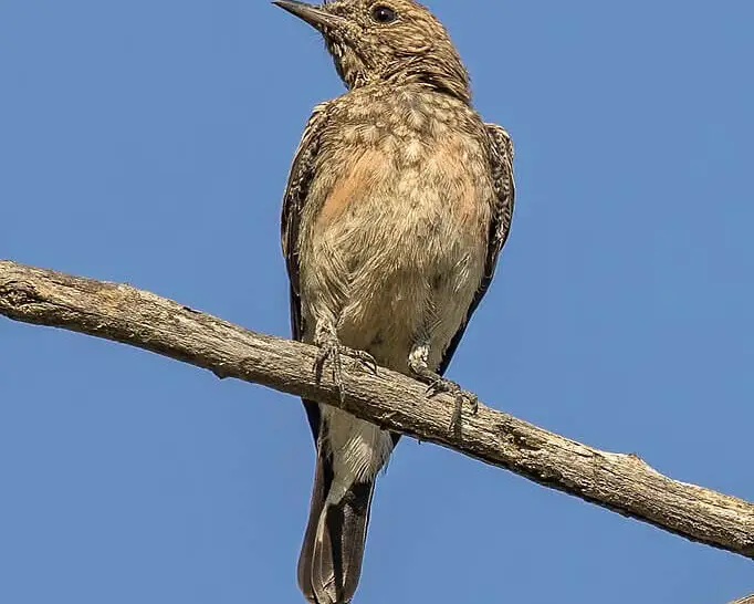 Cyprus wheatear - Facts, Diet, Habitat & Pictures on Animalia.bio