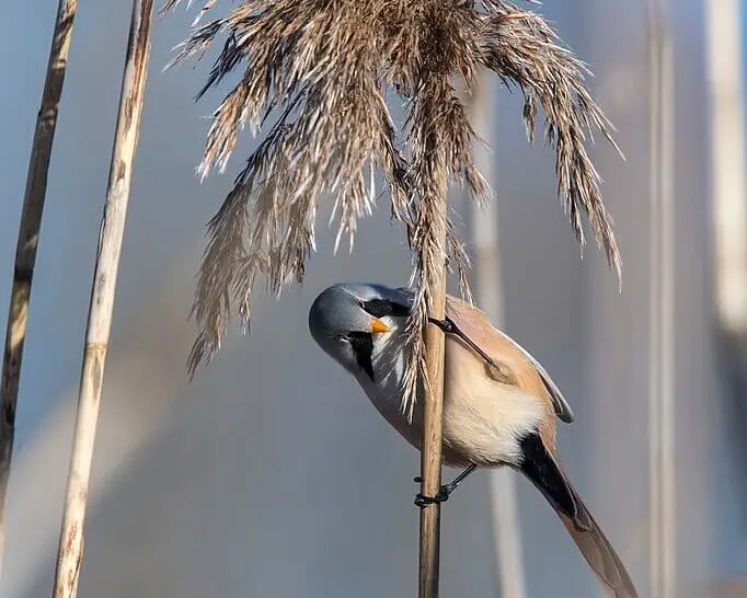 Bearded reedling - Facts, Diet, Habitat & Pictures on Animalia.bio