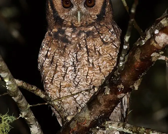 Megascops sanctaecatarinae - Facts, Diet, Habitat & Pictures on ...