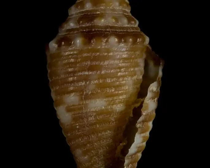 Conus acutangulus - факти, дієта, ареал і фотографії на Animalia.bio