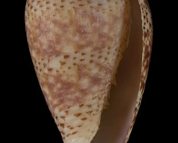 Conus adamsonii - факти, дієта, ареал і фотографії на Animalia.bio