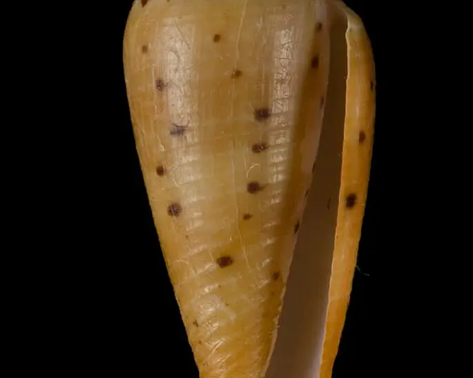 Conus circumcisus - Facts, Diet, Habitat & Pictures on Animalia.bio