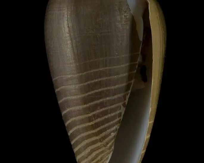 Conus parius - факти, дієта, ареал і фотографії на Animalia.bio